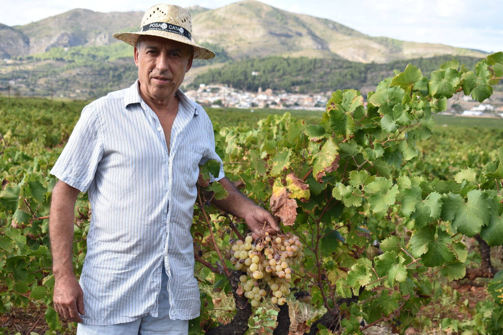 El moscatel, un placer para los 5 sentidos - El Mirall de La Marina