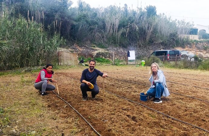Benitatxell impulsa el cultivo de la “fava poblera” y planea ...